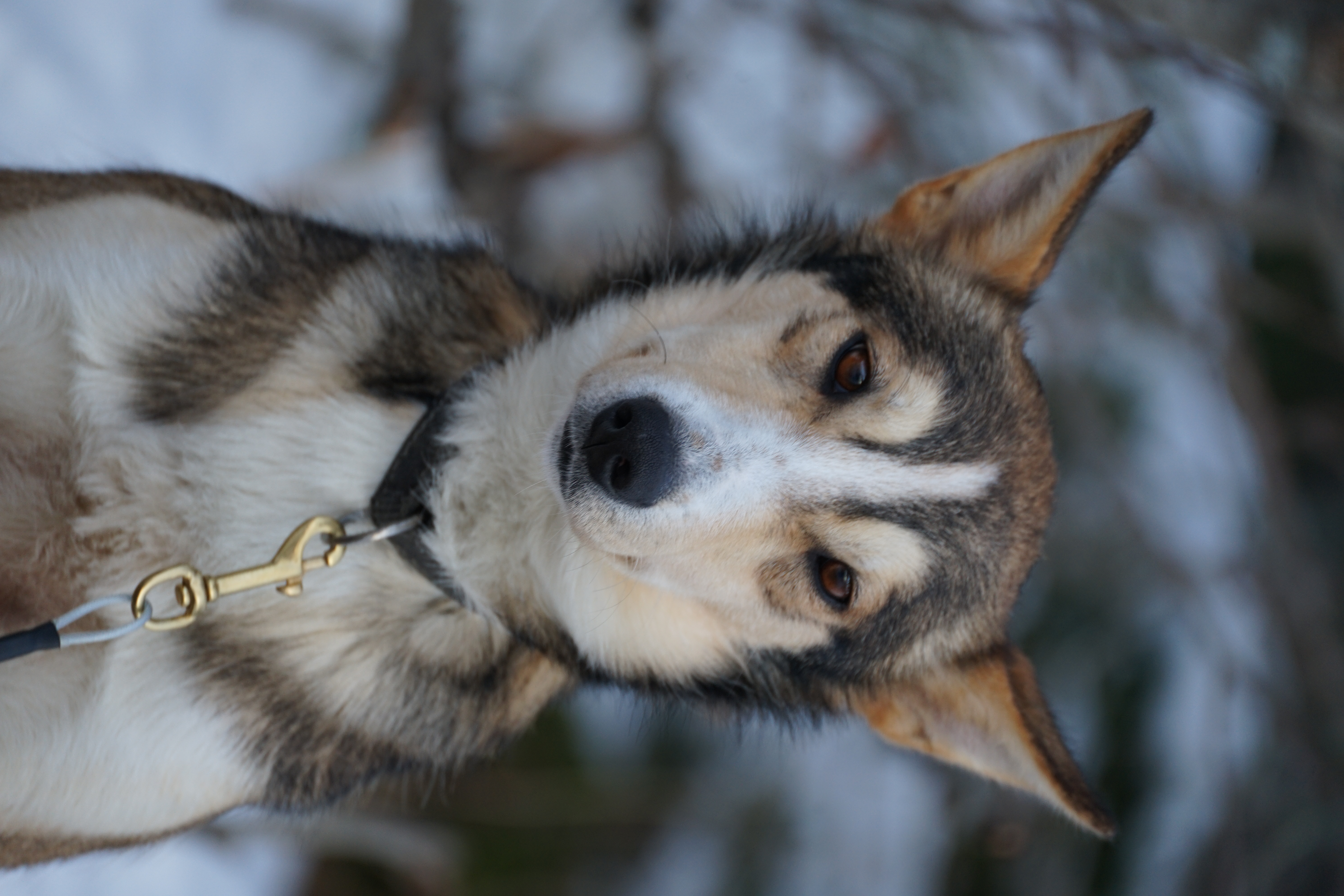 Dog sledding tours in Sweden: Find your winter trips and husky tours in ...