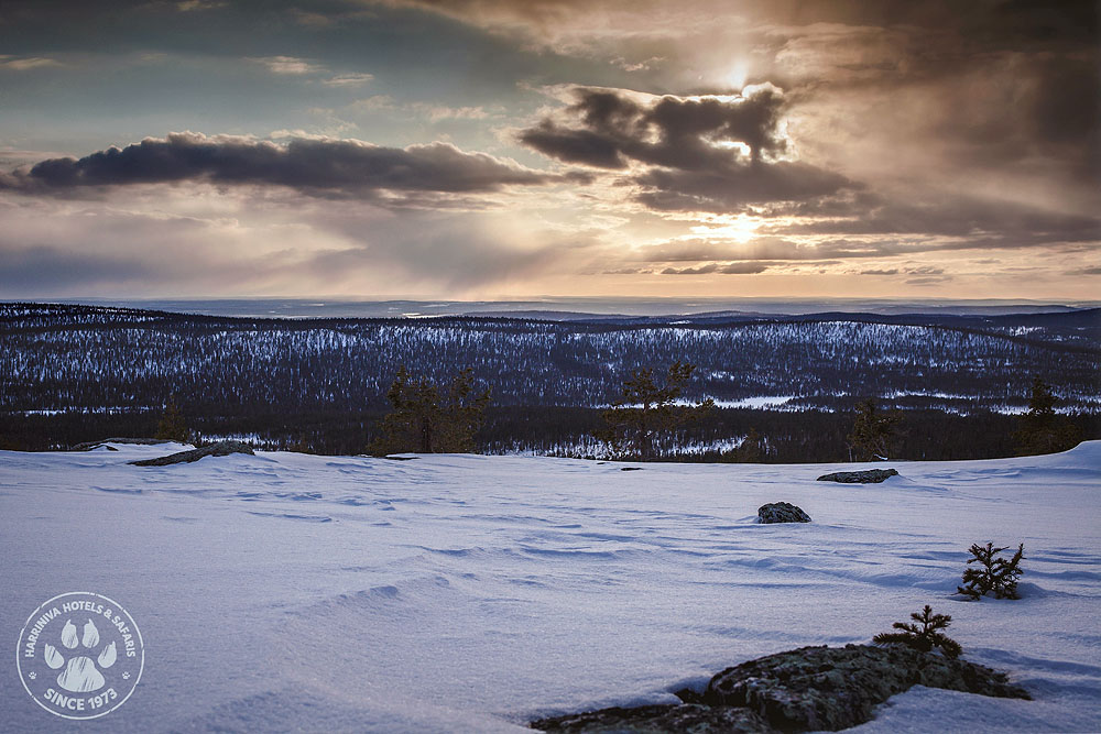 Snowoshoe hike in the national park - Activity in Lappland Finland ...