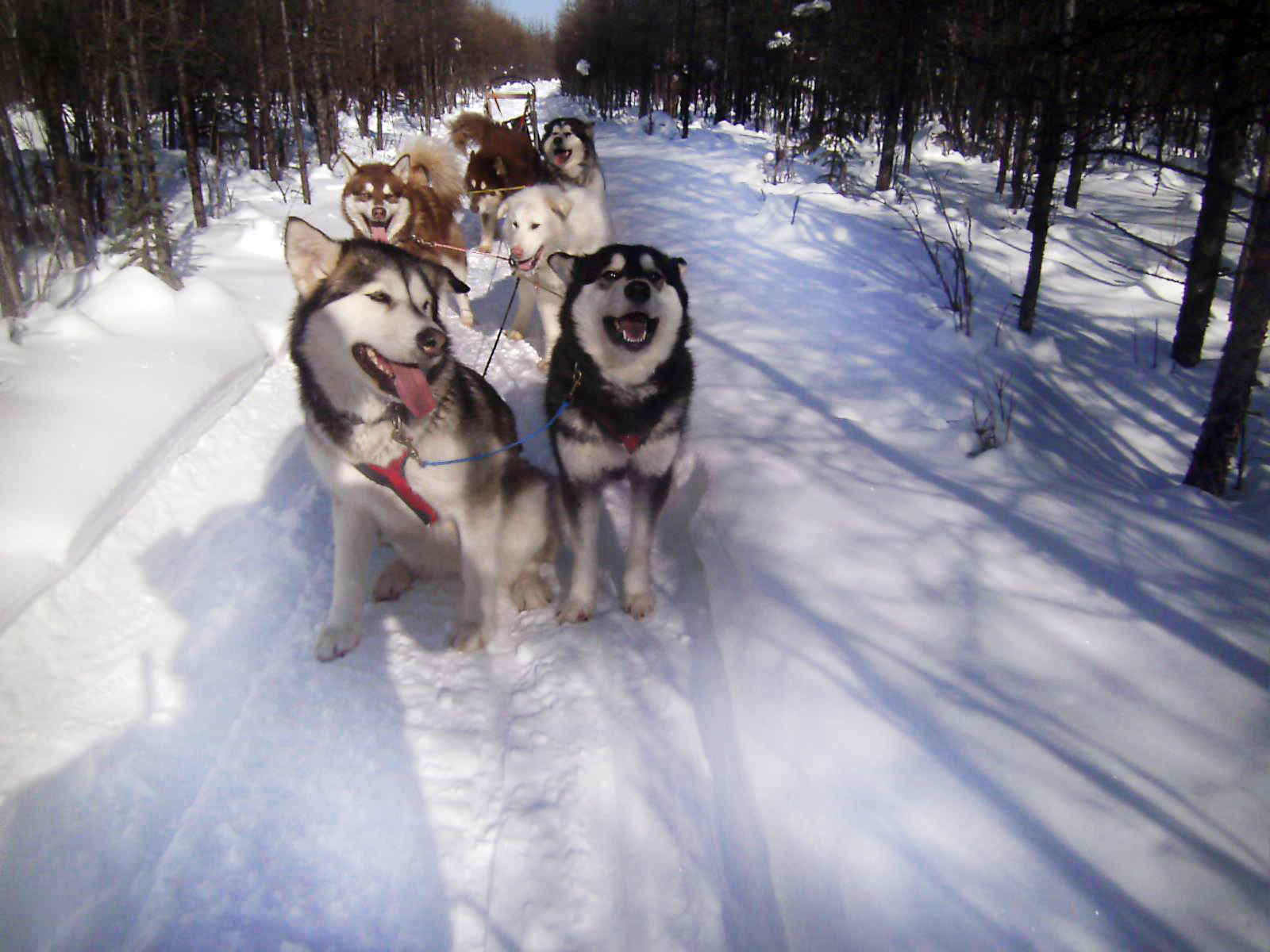 Alaskan Malamute: Alaskan Malamute Adventure in Alaska in Alaska ...