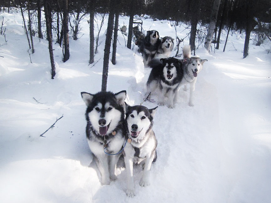 Alaskan Malamute - Husky Tour in Alaska - heyHusky