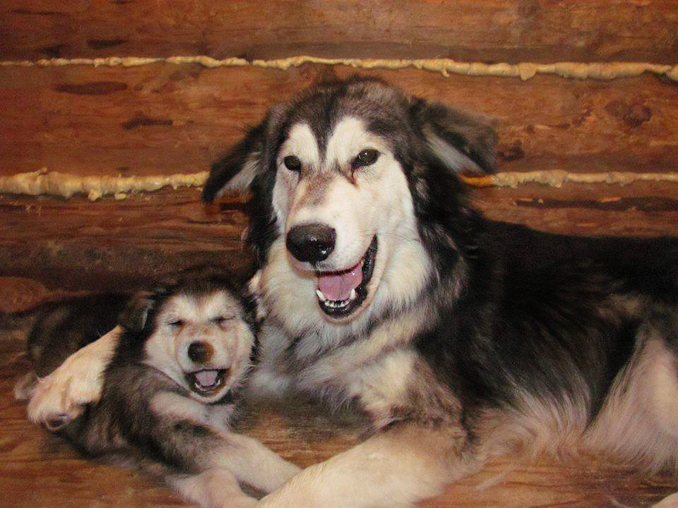 Alaskan Malamute: Alaskan Malamute Adventure in Alaska in Alaska ...