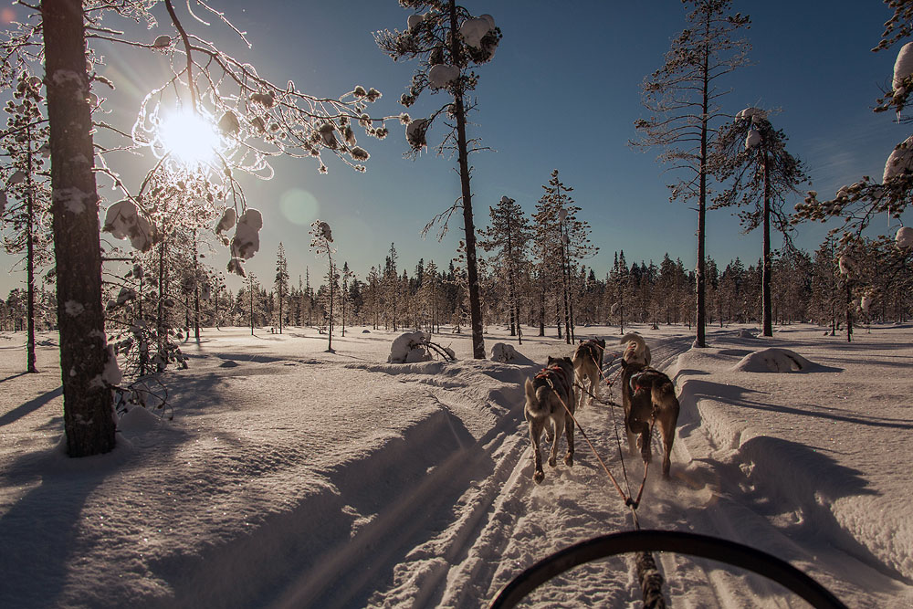Arctic Spa Iso-Syote: Husky Tours in Syöte, Lappland, Finland - heyHusky