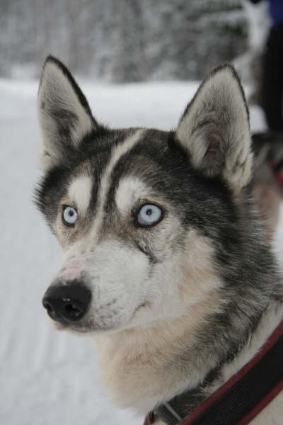 Luxus pur mit Huskys und Rentieren, Husky-Tour in Lappland, Finnland ...