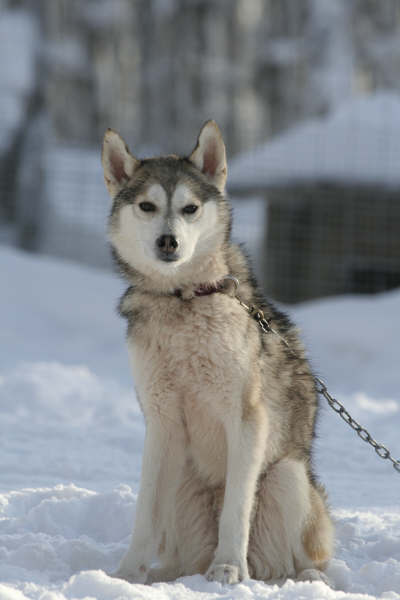 Luxus pur mit Huskys und Rentieren - Polarlichter Reise in Lappland ...