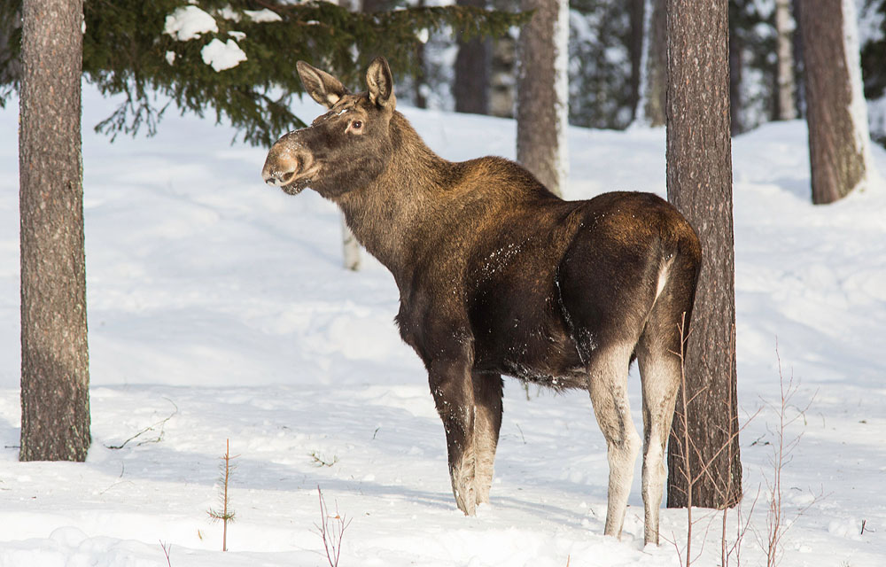 Moose Safari - Activity in Norrbotten Sweden - 2025-2026 with Sörbyn ...
